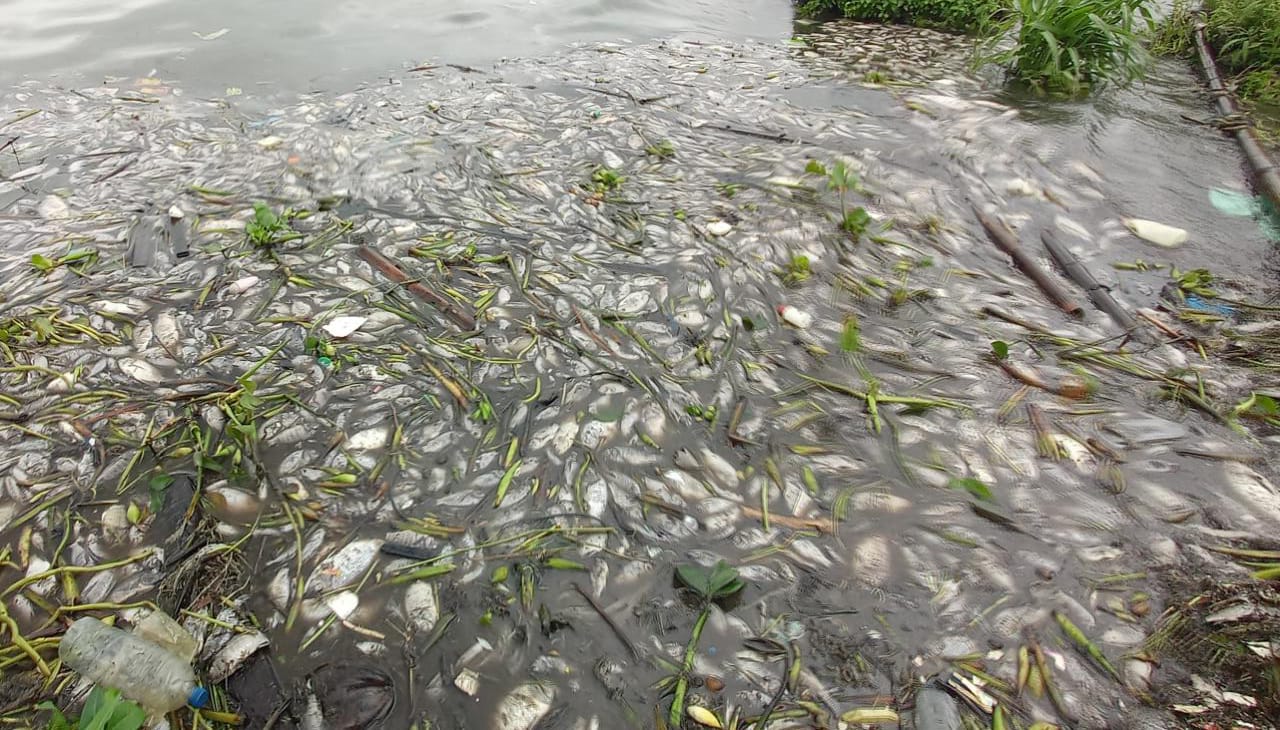 Danau Maninjau Semakin Tercemar, Ribuan Bangkai Ikan Timbulkan Bau ...