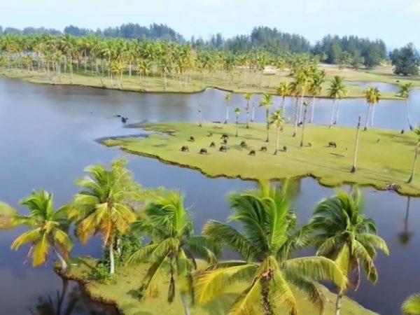 Pantai Muaro Tiku, Keajaiban Alam, Destinasi Wisata Andalan Agam – kaba12