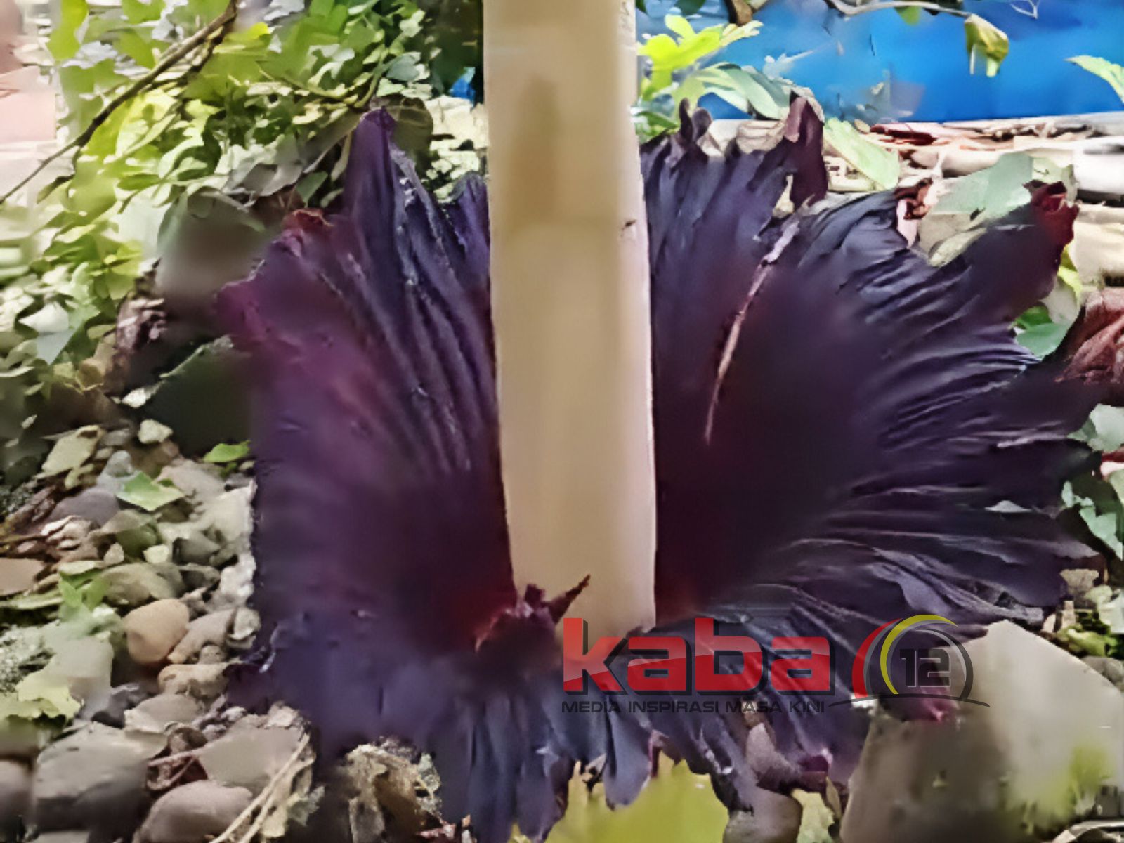 Viral, Bunga Raflesia Jadi Pusat Perhatian di Simpang IV Tapi – kaba12